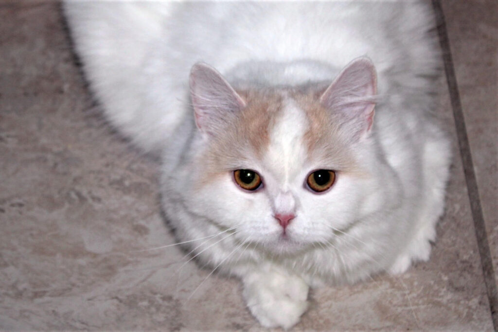 Mother of Kittens Xenia - Royal Scottish Cats